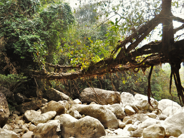 RANGTHYLLIANG 12 - The Living Root Bridge Project